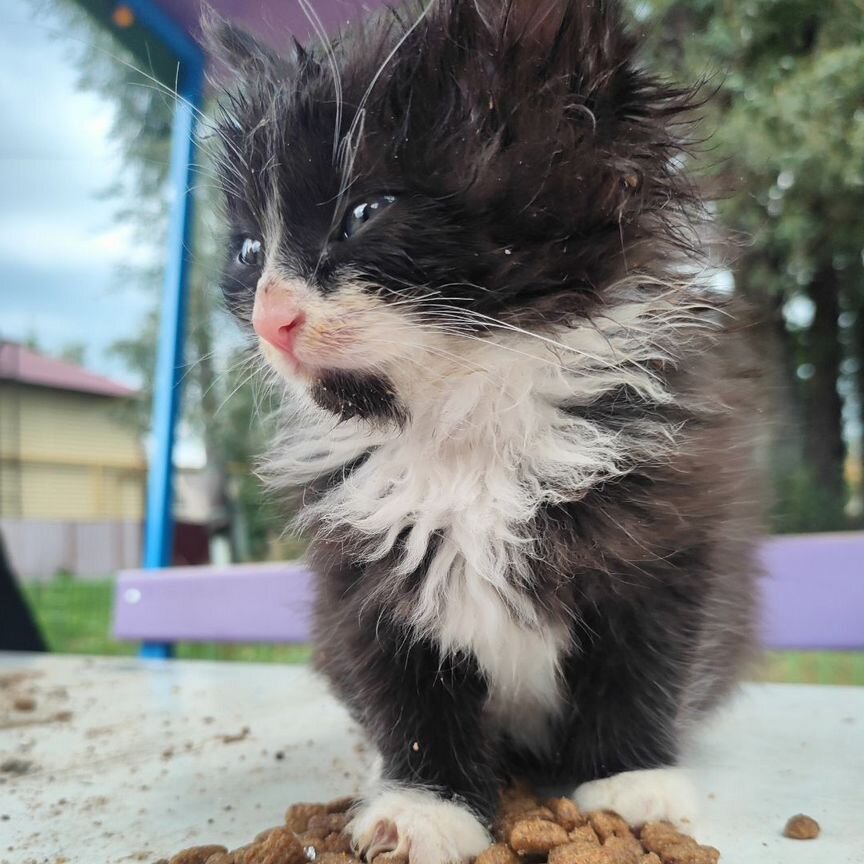 Котята