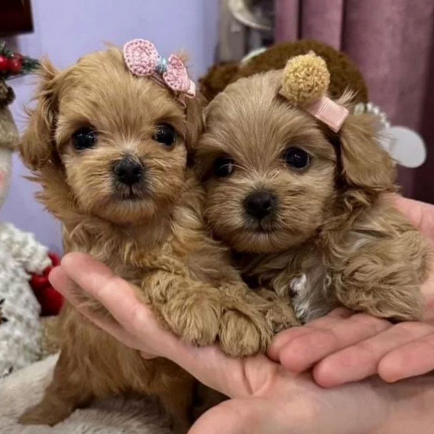 Мальтипу, щенок