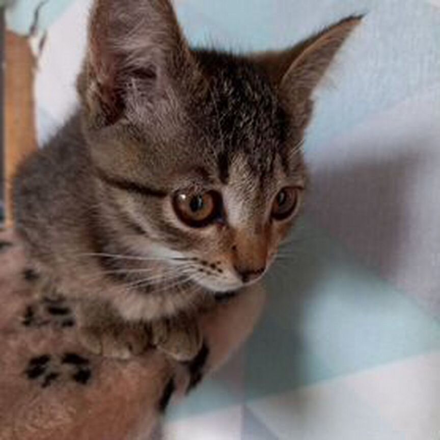 Котенок девочка