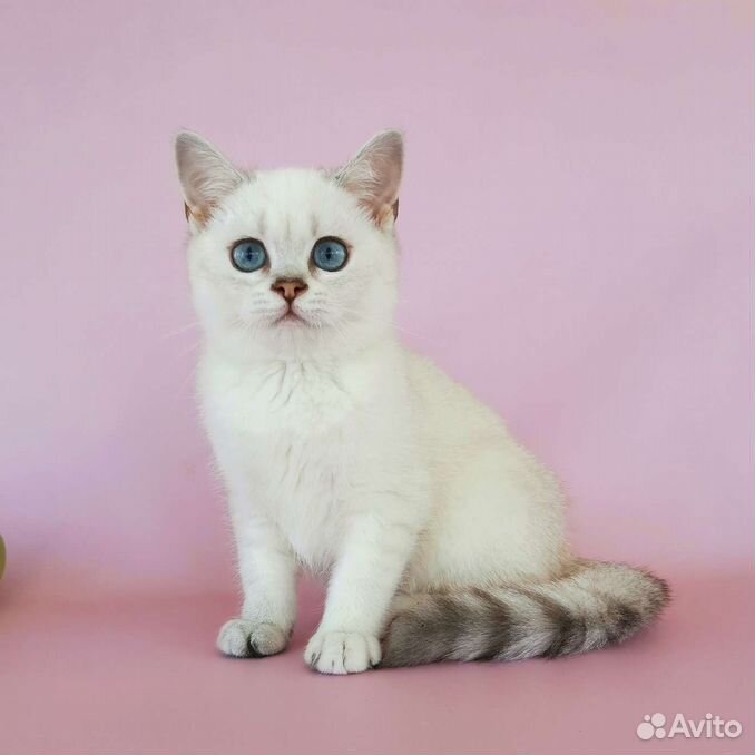 Красотка в серебристой шубке