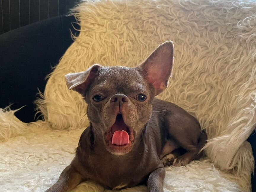 Вязка. Ищу подругу