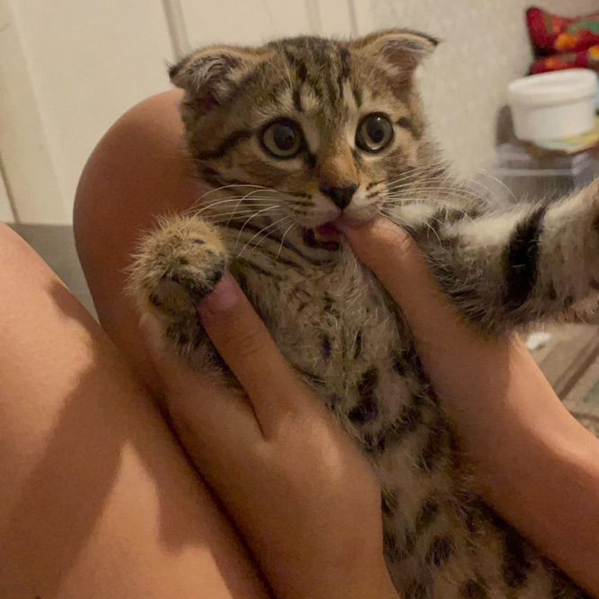 Отдам в добрые руки кота
