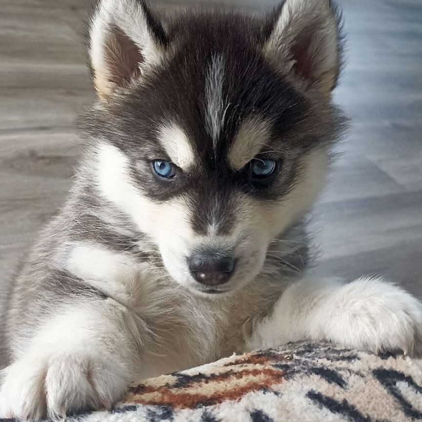 Сибирский хаски, щенок