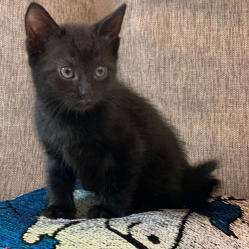 Котёнок в добрые руки