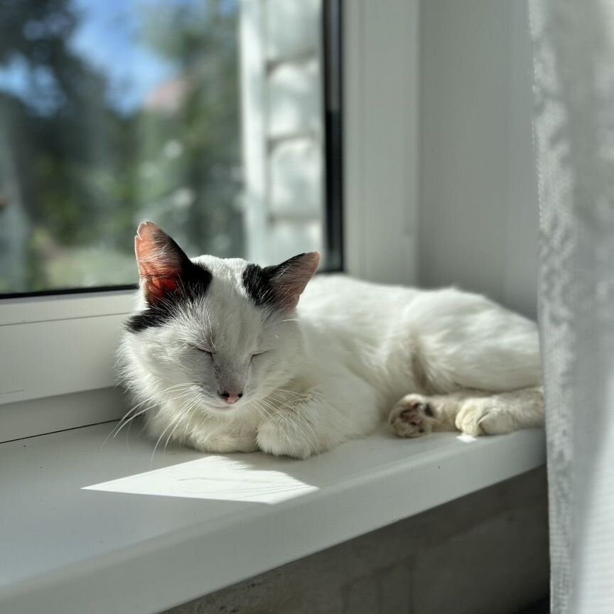 Белый кот в добрые руки