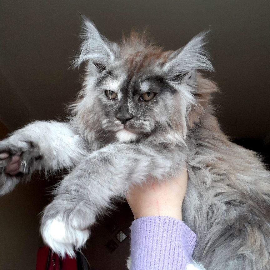 Роскошный мейн-кун