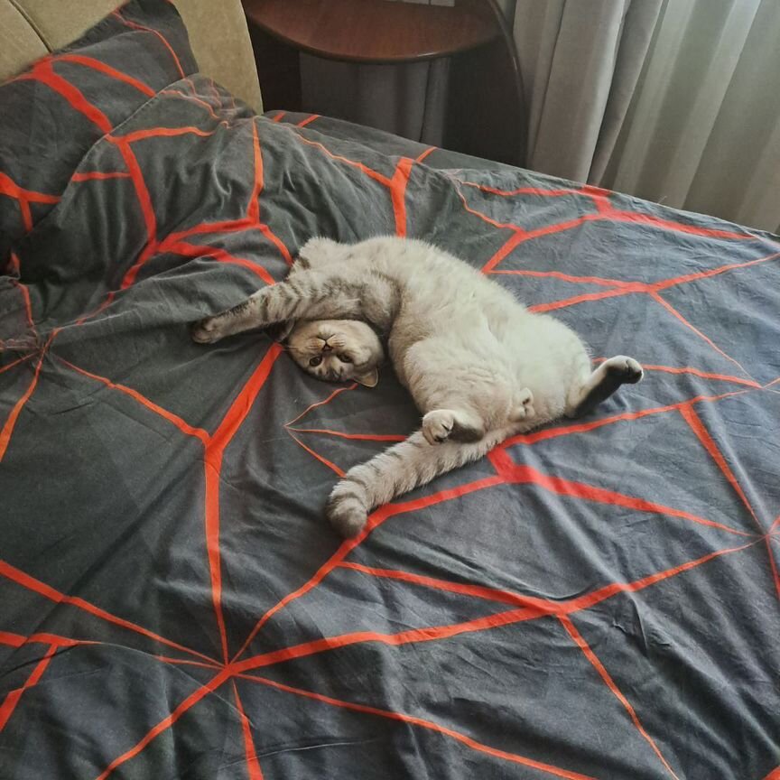 Кот Зевс