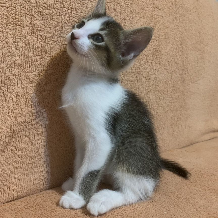 Котёнок в добрые руки