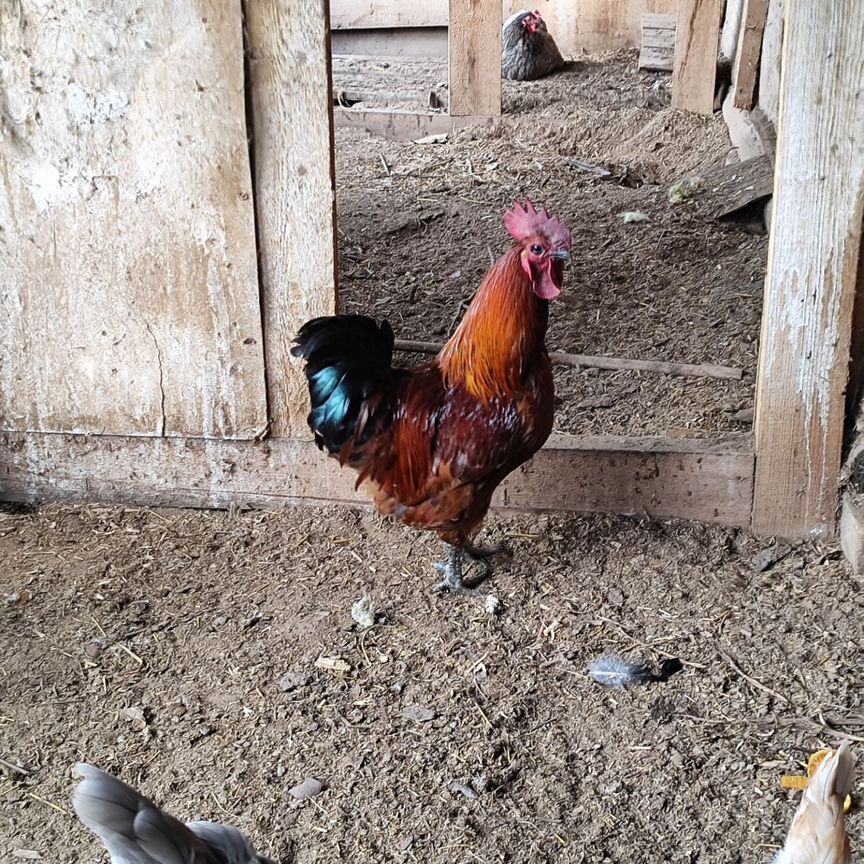 Петух Лакендази и рыжая квочка