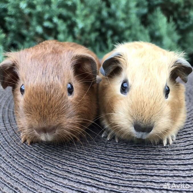 Морские свинки девочки