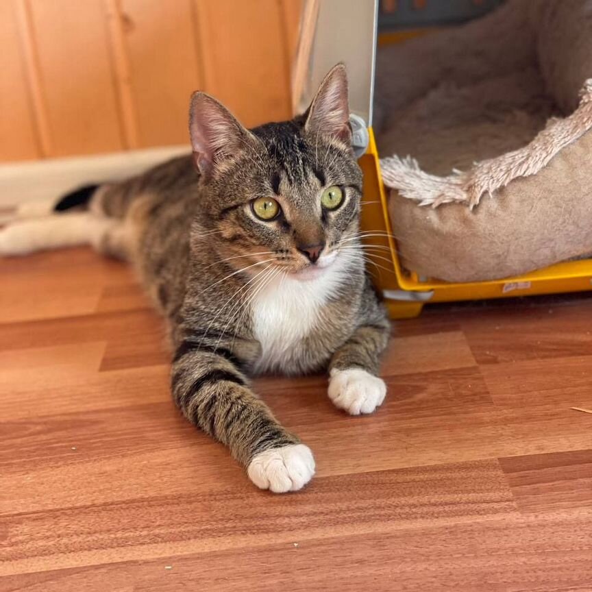 Котик никому не нужен