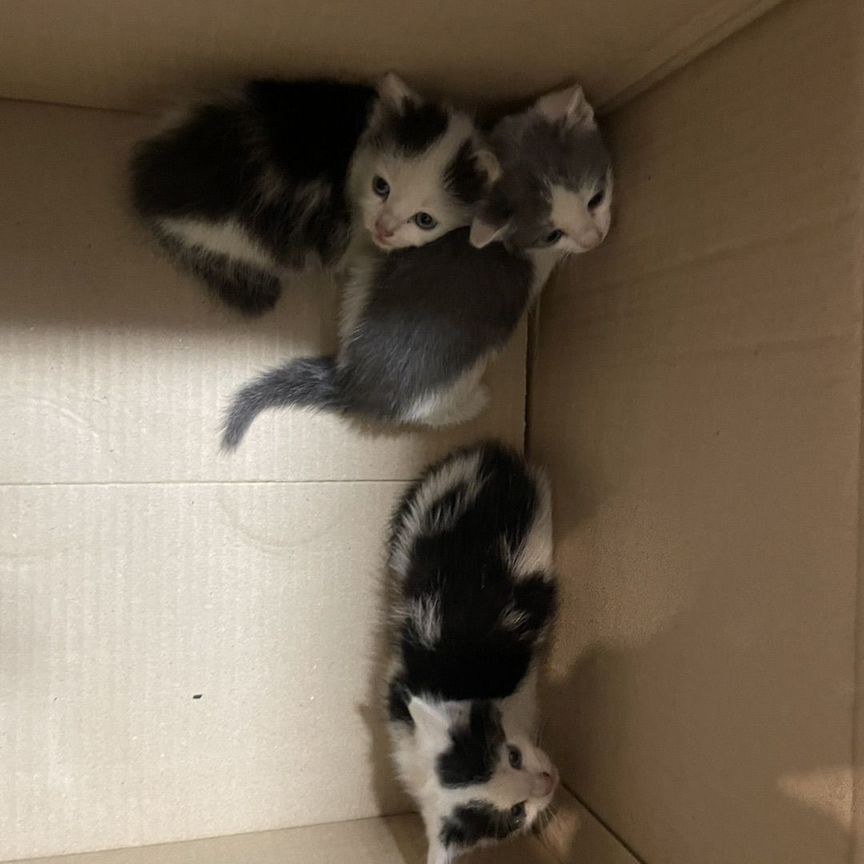 Котята в добрые руки