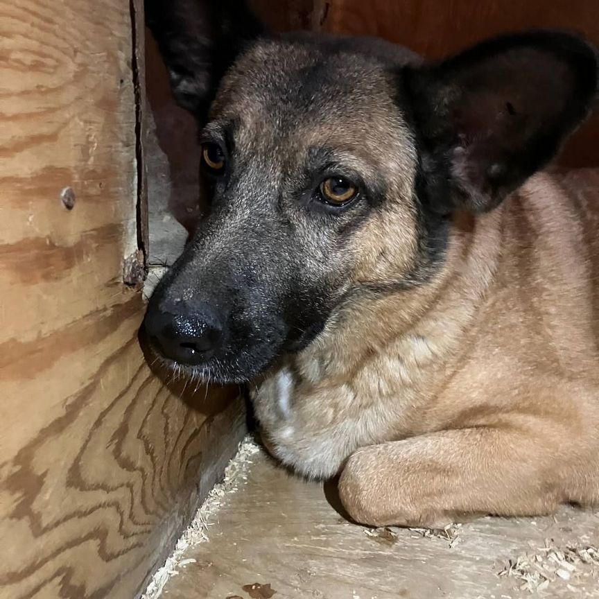 Трусливенькая собака томится в приюте