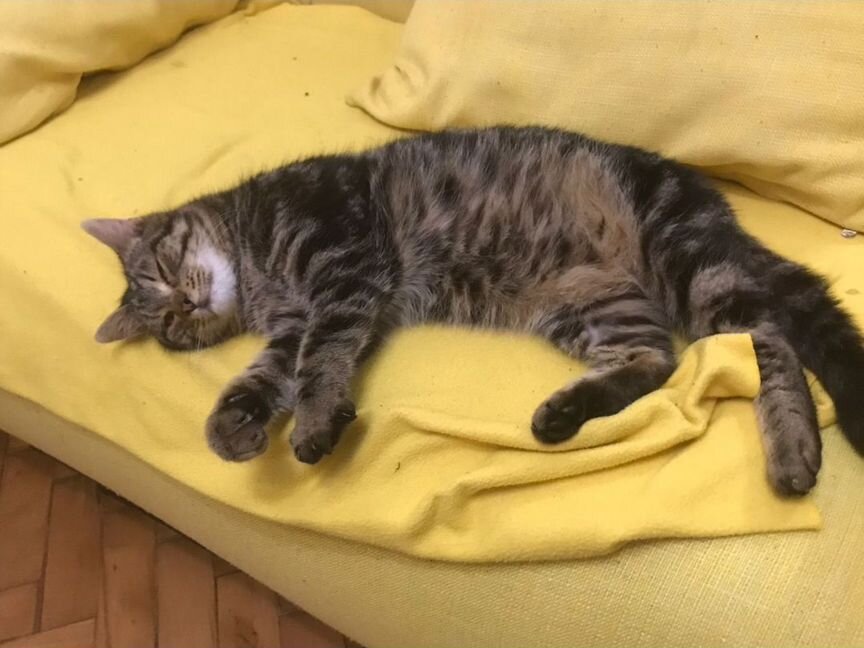Потрясающий котик подросток