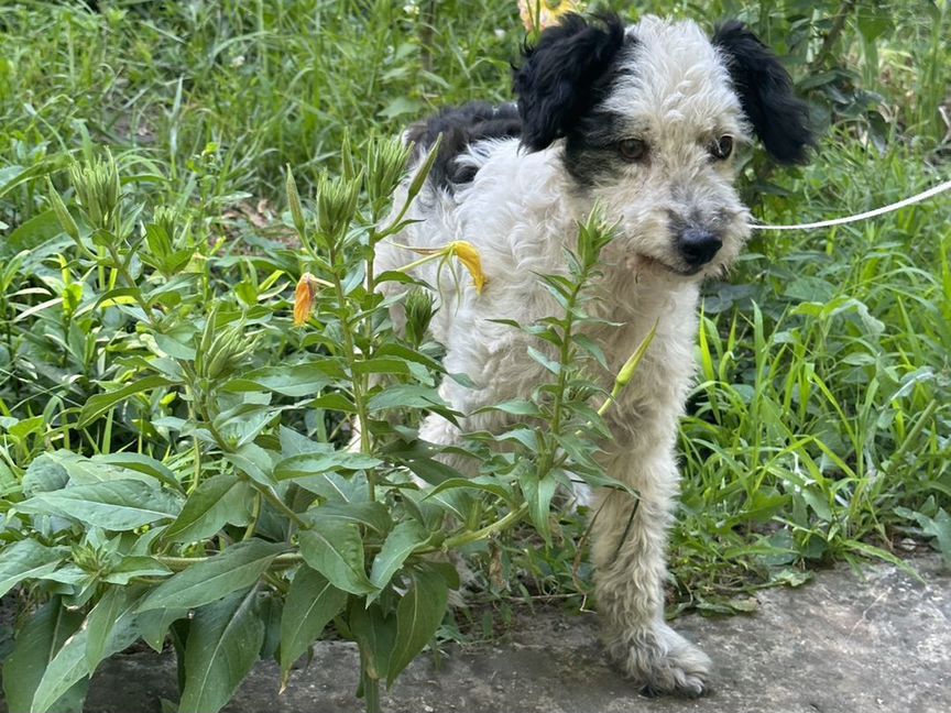 Маленькая собачка в добрые руки
