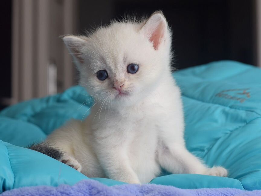 Шотландские голубоглазые котята