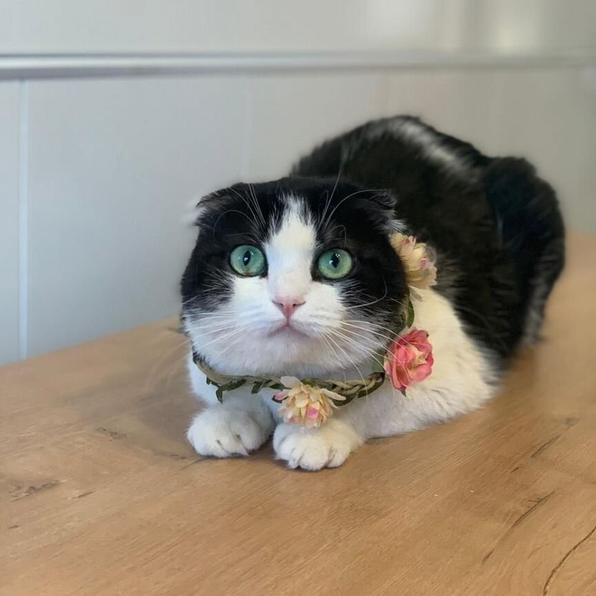 Кошка вислоухая в добрые руки