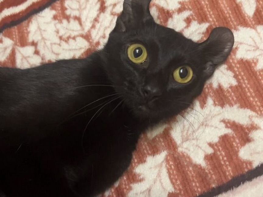 Кошка американский керл в добрые руки