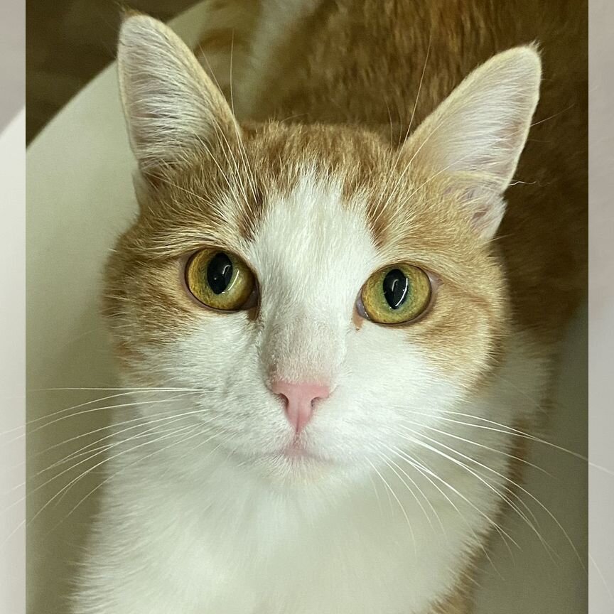 Взрослая кошка в добрые руки