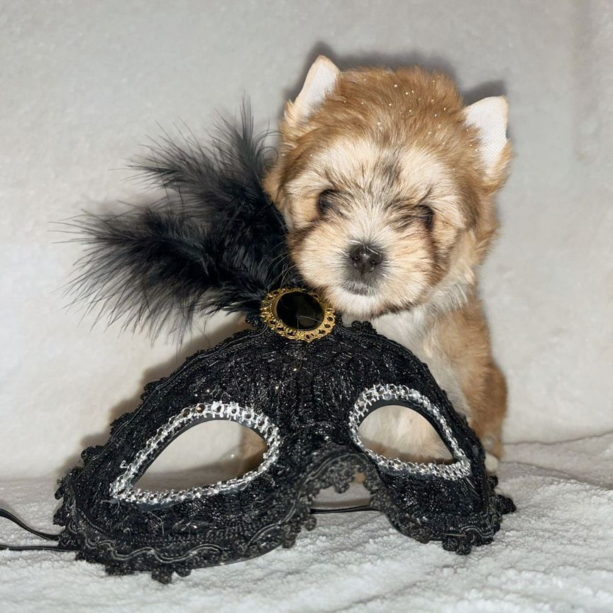 Очень красивая йорочка