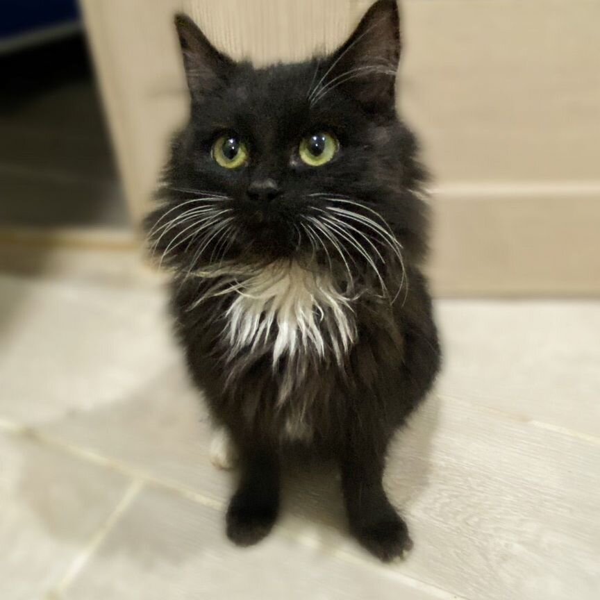 Котенок / котята / кошка