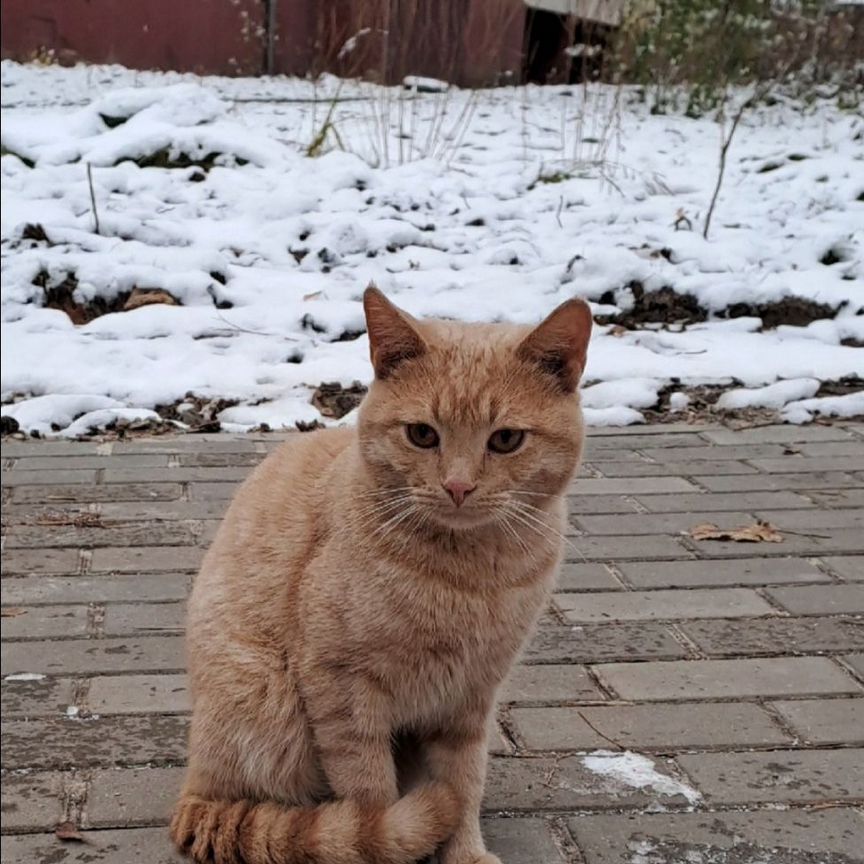 Котик замерзает