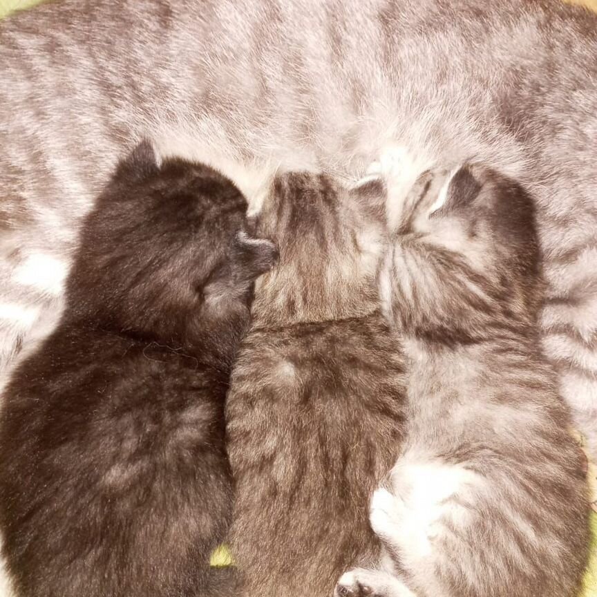 Шотландские вислоухие котята