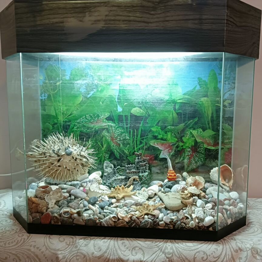 Аквариум и украшения для него