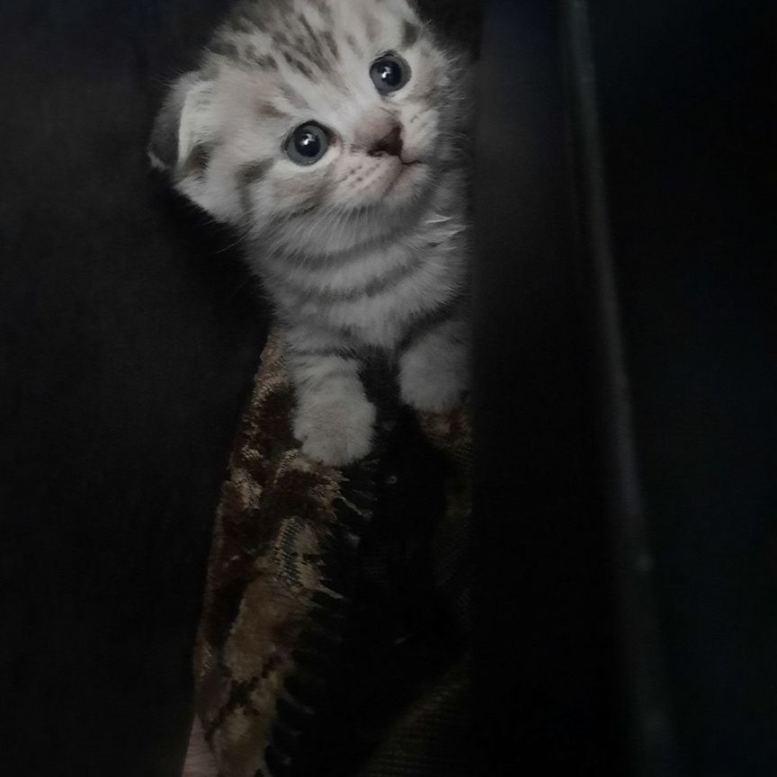 Шотландская вислоухая кошка маленькая