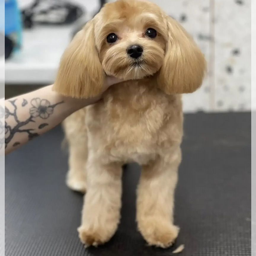 Мальтипу, щенок