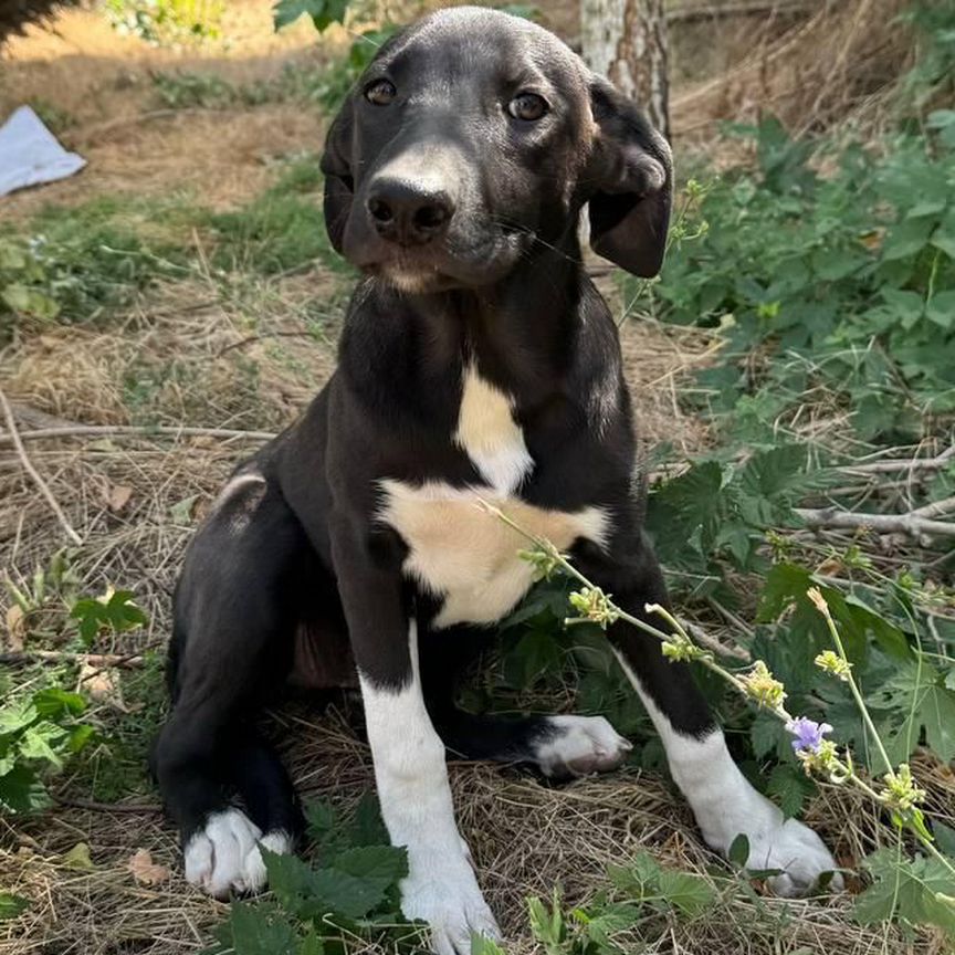 Стаффордширский терьер помесь девочка