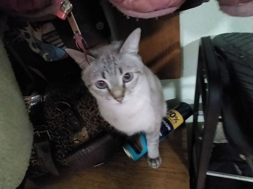 Тайская кошка ищет жениха