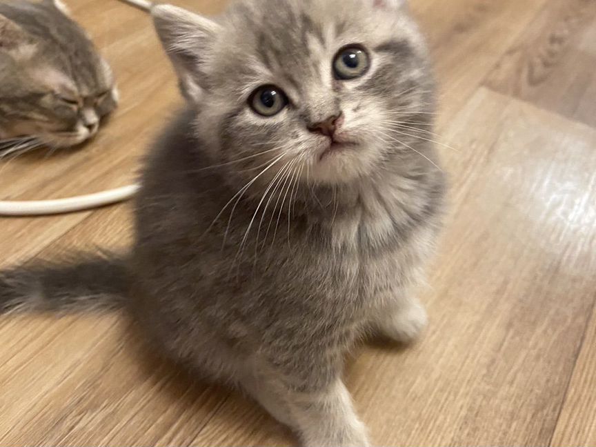 Шотландские котята