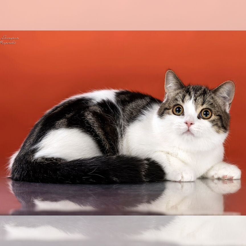 Шотландский прямоухий короткошёрстный котёнок