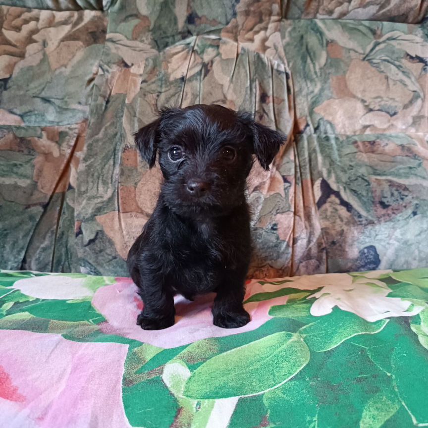 Йоркширский терьер мини щенки