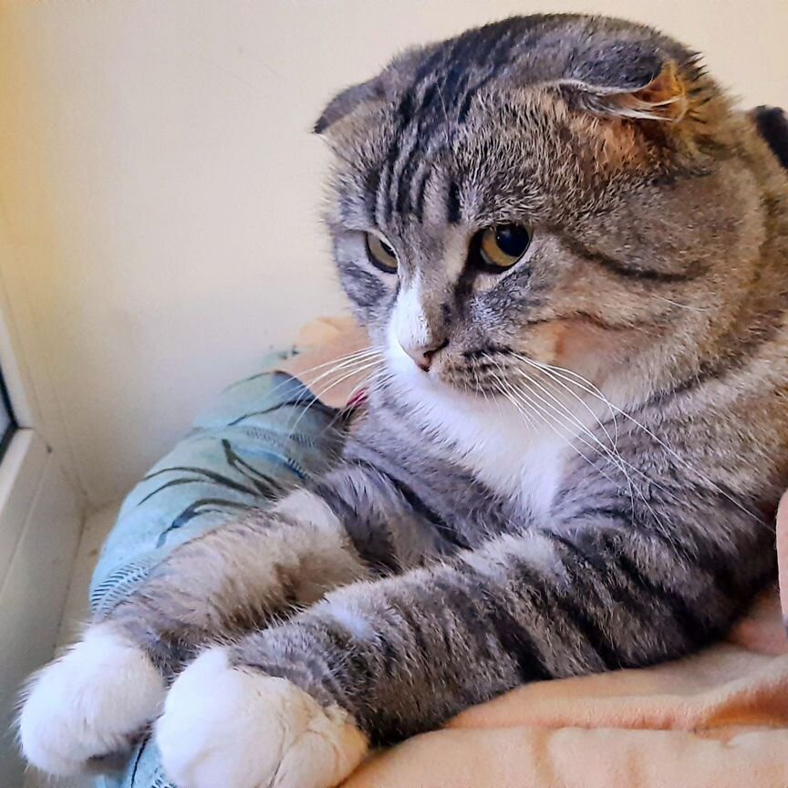 Кот шотландский в добрые руки бесплатно