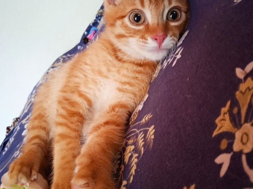 Рыжий котенок мальчик