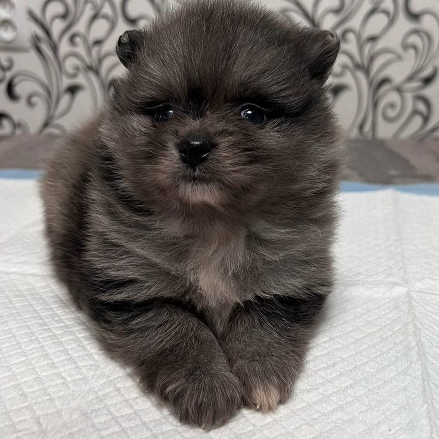 Померанский шпиц, щенок