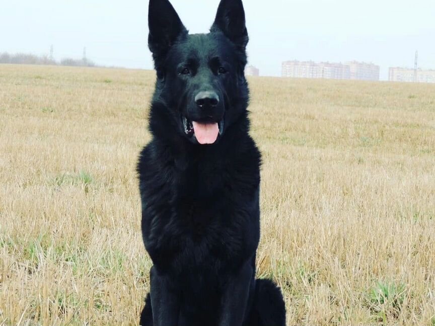 Вео черного окраса мальчики и девочки