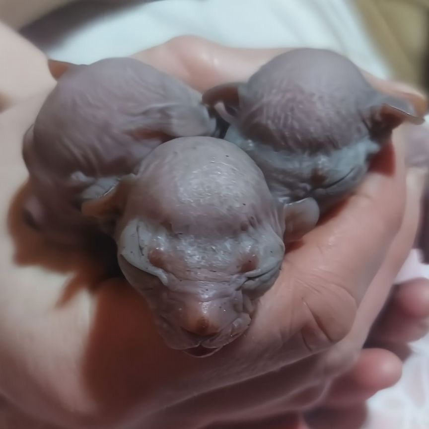 Донской сфинкс котёнок