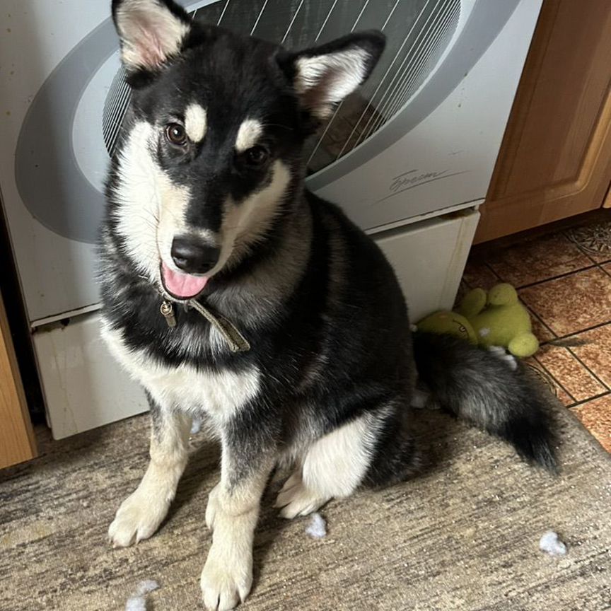 Сибирский хаски, щенок