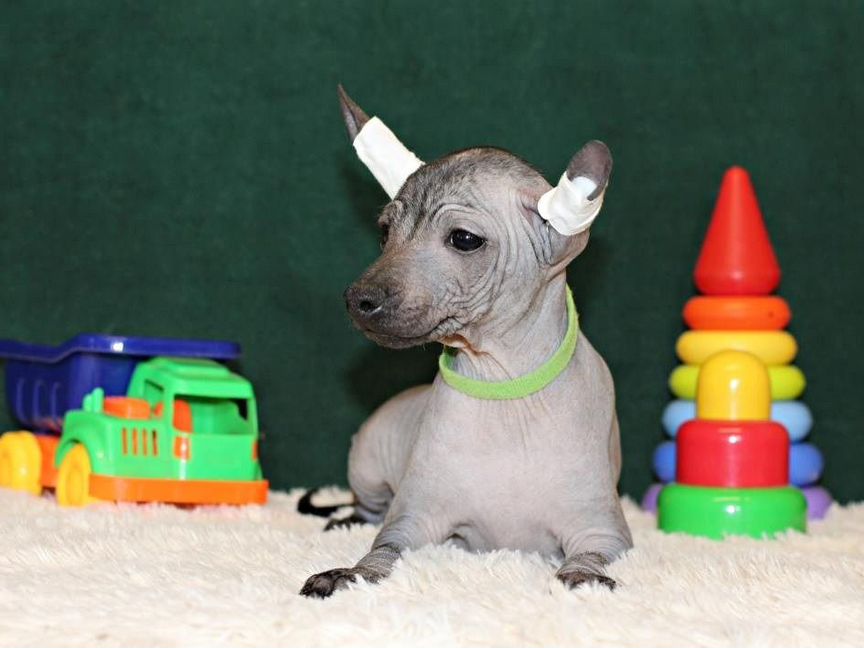 Ксолоитцкуинтли мини, мальчик шоу перспектива