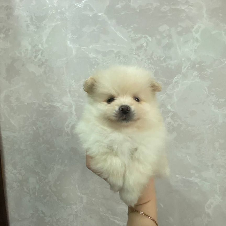 Померанский шпиц, щенок