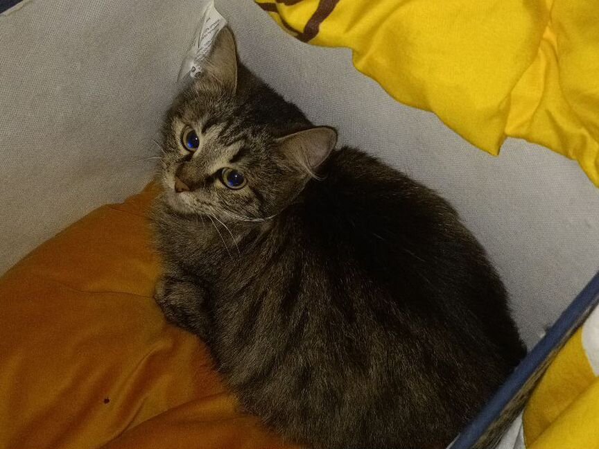 Кошка, кот потеряшка