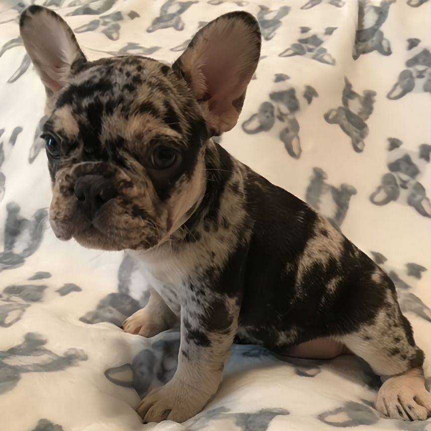 Французский бульдог, щенок