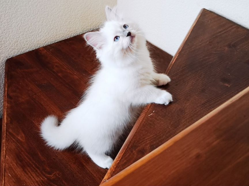 Котята Рэгдолл