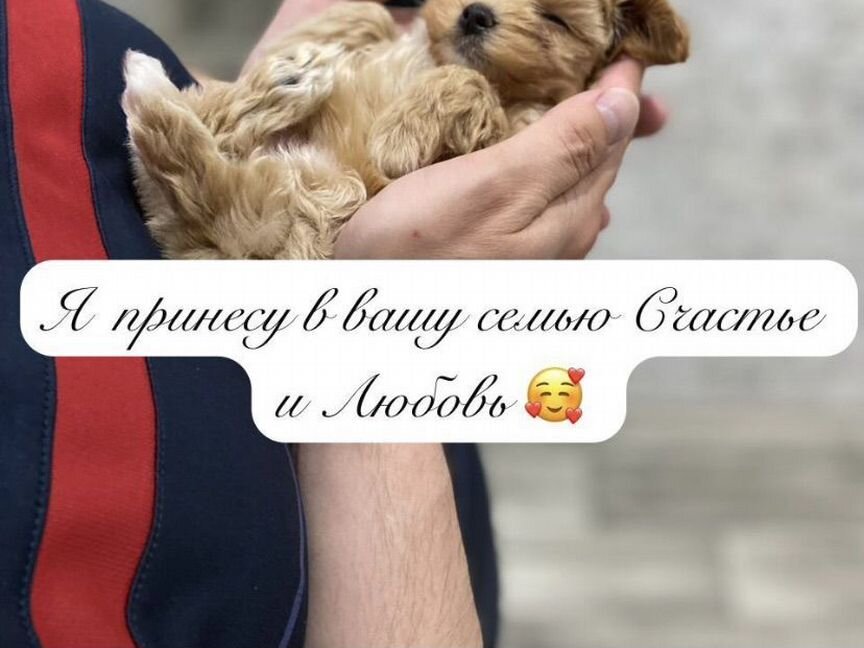Щенки мальтипу f1 мини Китай