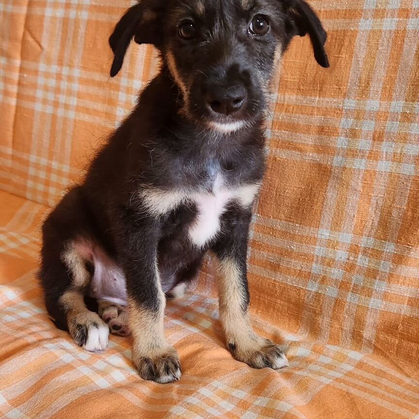 Лили в поисках семьи