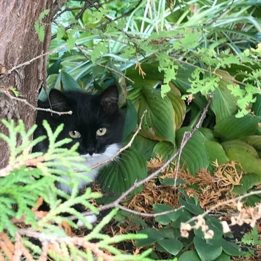 Взрослая кошка в добрые руки