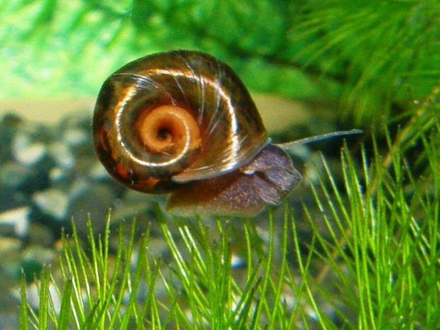 Улитки аквариумные